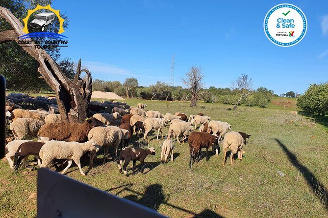 Private Jeep Safari Half-Day Tour - A Deep Dive into the Algarve Jeep Safari Experience