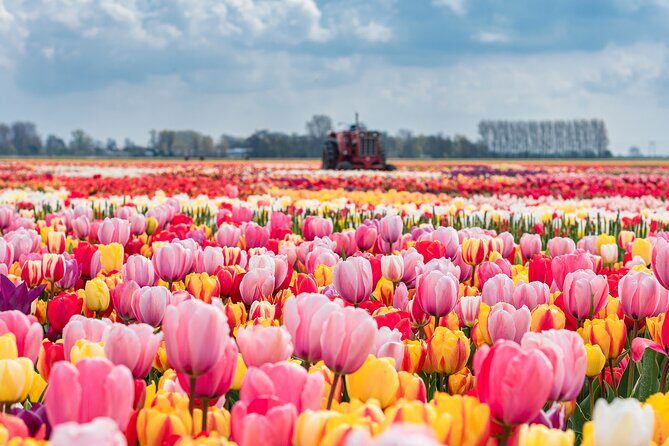 Private Keukenhof Gardens and Tulip Fields Tour from Amsterdam - The Itinerary Breakdown