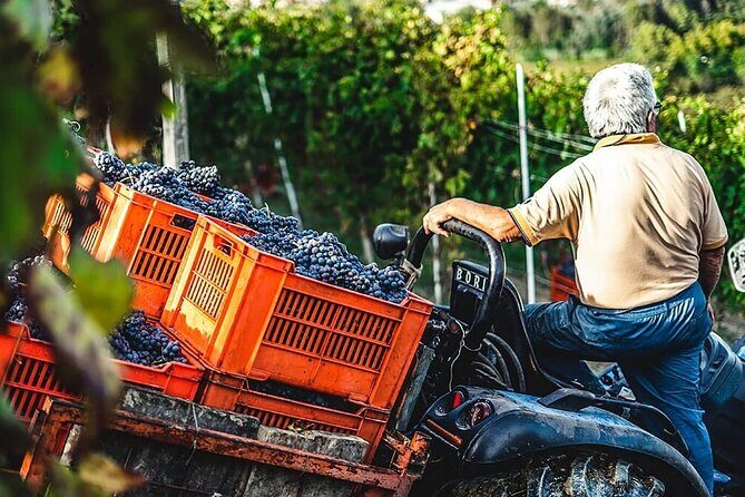 Private Korula & Ston: Island Charms, Peljeac Delights & Wine - Transportation and Logistics