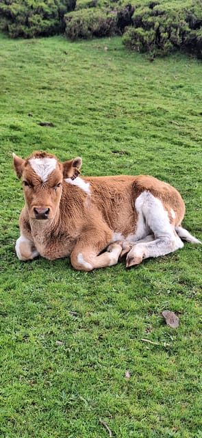 Private Madeira Highlights Full Day Tour - What’s Included and How It Adds Value