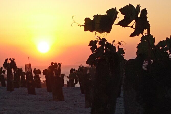 Private Olive Oil tasting & Liqueur experience - Who Will Love This Experience?