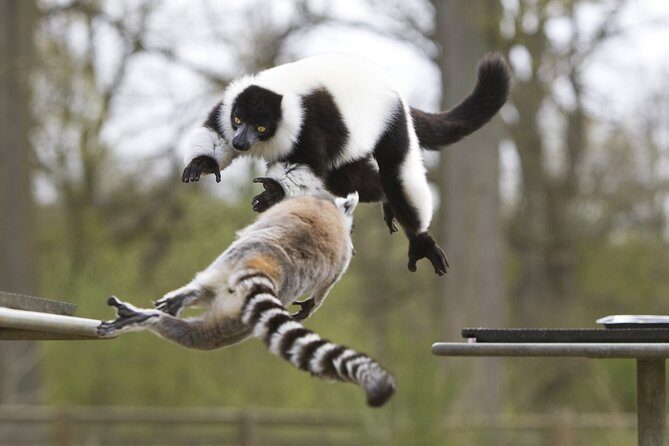 Private Return Transfer Thoiry Zoo Safari from Paris - Frequently Asked Questions