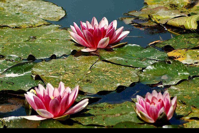 Private Rouen Giverny Trip from Paris with Michelin Lunch - Potential Drawbacks to Consider