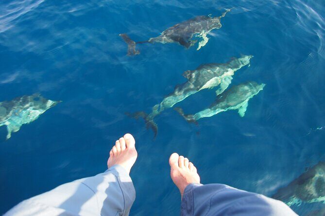 Private Sailing - dolphin Experience Estepona - drink & food - 4h - The Itinerary Breakdown