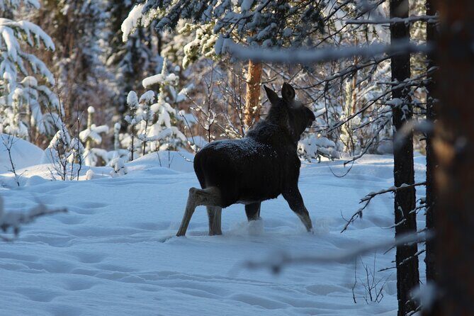Private snowmobile day tours - What Makes This Tour Stand Out?