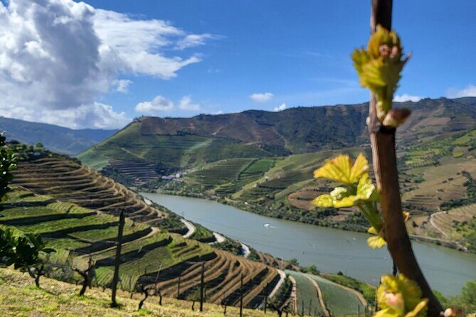 Private Taxi Tour in the Douro with a Visit to 2 Family Vineyards - Authentic Experiences You Can Expect