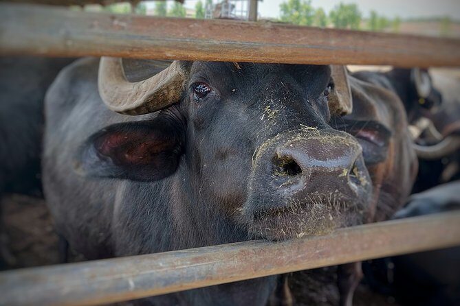 Private Tour from Sorrento/Positano to Paestum and Mozzarella tour - Practical Details: Transport, Costs, and Tips