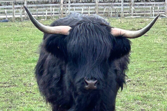 Private Tour Loch Lomond Stirling and the Kelpies from Glasgow - Transportation and Comfort