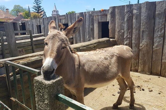 Private Tour South Madeira - What’s Included & What to Keep in Mind