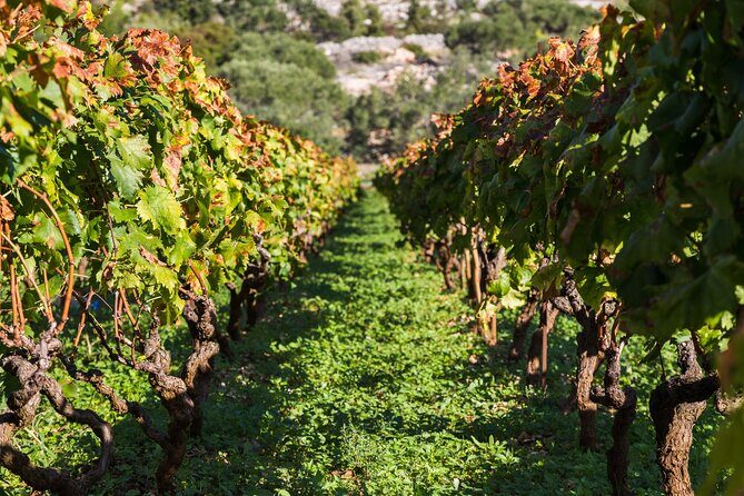 Private Tour: Ston and Peljesac Peninsula Day Trip with Wine Tasting - Exploring Peljesac’s Wineries and Coastal Charm