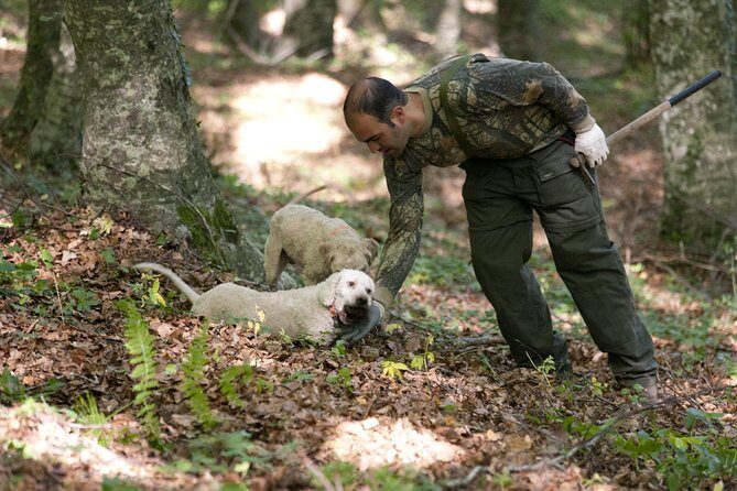 Private Tour: Truffle-Hunting Experience from Naples with Lunch - The Forest Hunt: Meet the Truffle Experts and Their Dogs