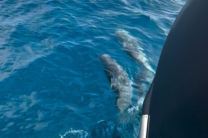 Private Tour with Historic Tugboat: Tavolara, Molara, Dolphins - The Value of this Experience