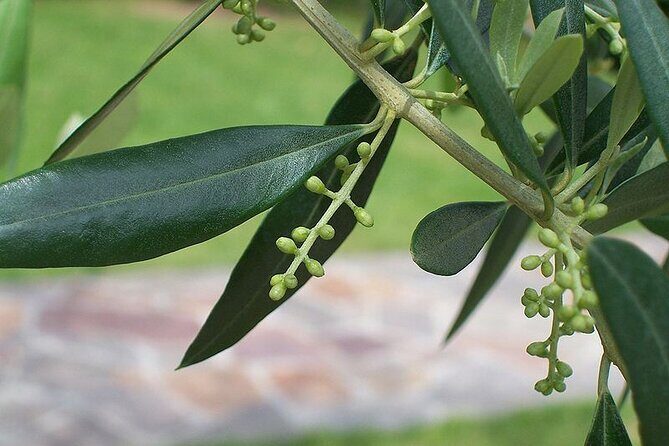 Private Traditional Olive Grove and Dragon Fruit Farm Tour - The Value of the Experience