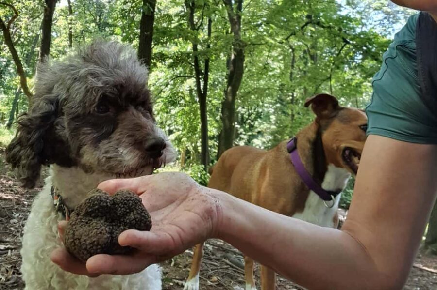 Private TruffleHunting Tour from Belgrade  Lunch with Wine - An In-Depth Look at the Truffle Hunting Experience