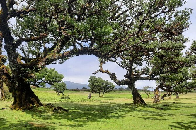 Private West Tour to Porto Moniz Pools and Fanal Forest - A Deep Dive into the Madeira West Tour