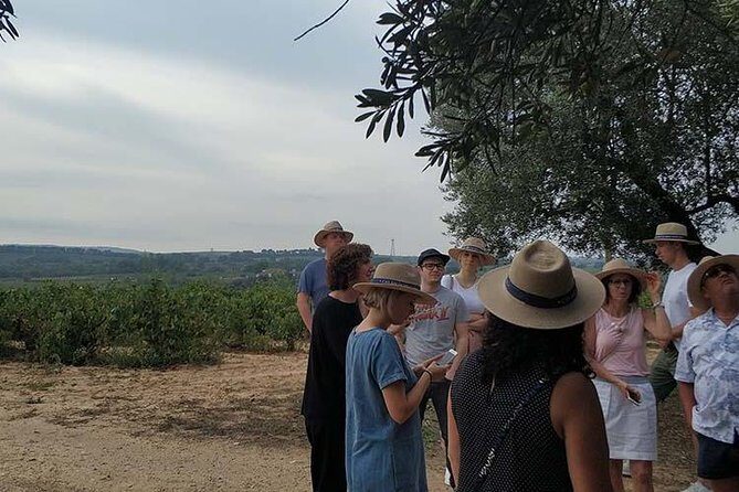 Private Wine & Cava Tasting Tour In Penedes with hotel pick up - Analyzing the Value
