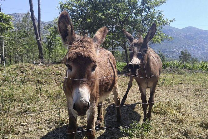 PRIVATE Wine Tour to Konavle country side - The Itinerary: What You Can Expect