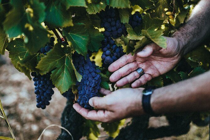 Provence Wine Tour - Private Day Tour from Antibes - What’s Included and What’s Not