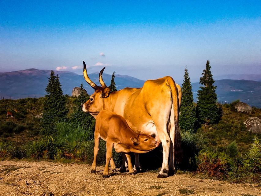 Prozelo: Buggy Tour - Practical Details and Considerations