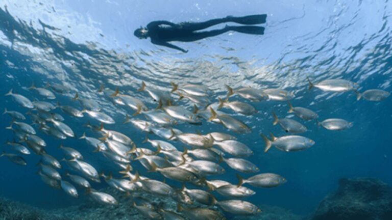 Puerto del Carmen: Snokel tour with an instructor - Discovering the Atlantic’s Hidden Treasures