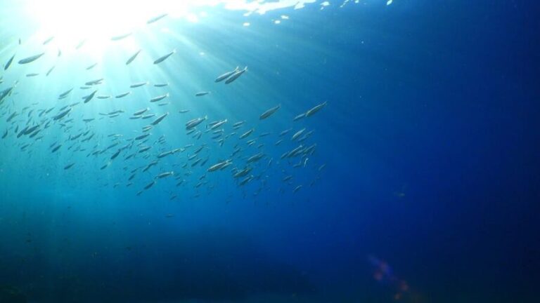 Puerto del Carmen: Snorkeling Trip with Dive Instructor - The Itinerary: A Simple, Well-Planned Journey