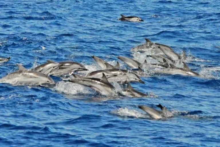 Puerto Rico de Gran Canaria: Premium Dolphin Catamaran Tour - What Reviewers Say