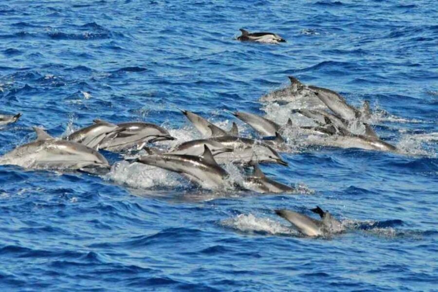 Puerto Rico de Gran Canaria: Premium Dolphin Catamaran Tour - What Reviewers Say