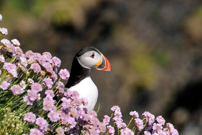 Puffin Boat Trip & Tantallon Castle Day Trip from Edinburgh - What’s Included & What to Expect