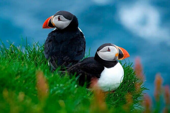 Puffin Safari Boat Tour - Practicalities & Details