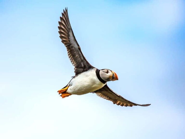 Puffin Watching Yacht Cruise from Downtown Reykjavík - An In-Depth Look at the Puffin Yacht Cruise Experience