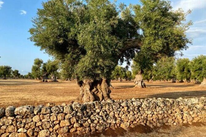 Puglia Olive Oil Tasting Experience with Olive Grove Walk - Who Should Consider This Tour?