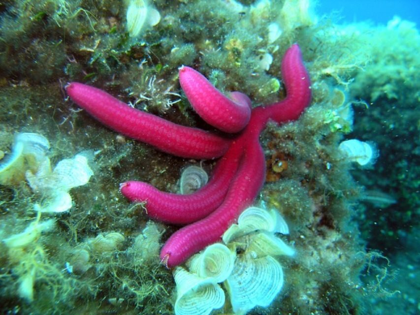 Pula: Bike Tour of Ancient Pula & Aquatic Adventures - What’s Included and What to Bring