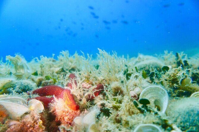 Pula Boat Trip with Snorkeling - The Itinerary: What Happens During the Day?