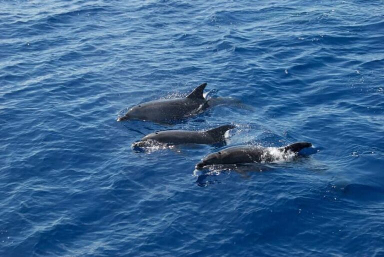 Pula: Brijuni National Park Sunset Cruise with Open Bar - An In-Depth Look at the Experience