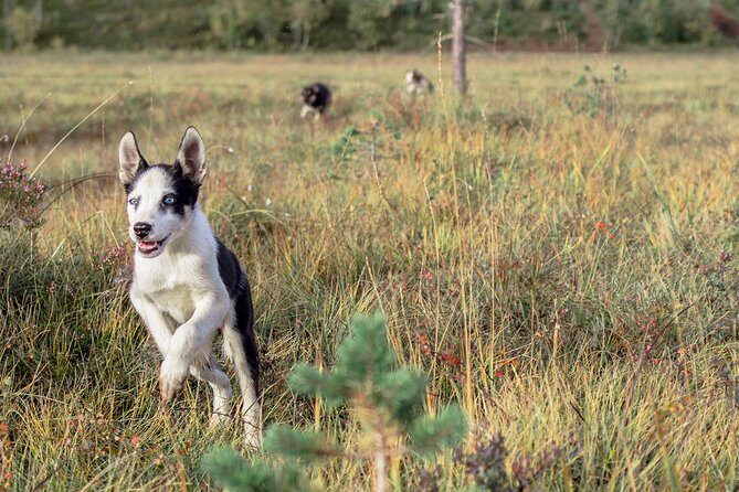Puppy Training Experience at a Husky Farm in Tromso - Who Is This Tour Best For?