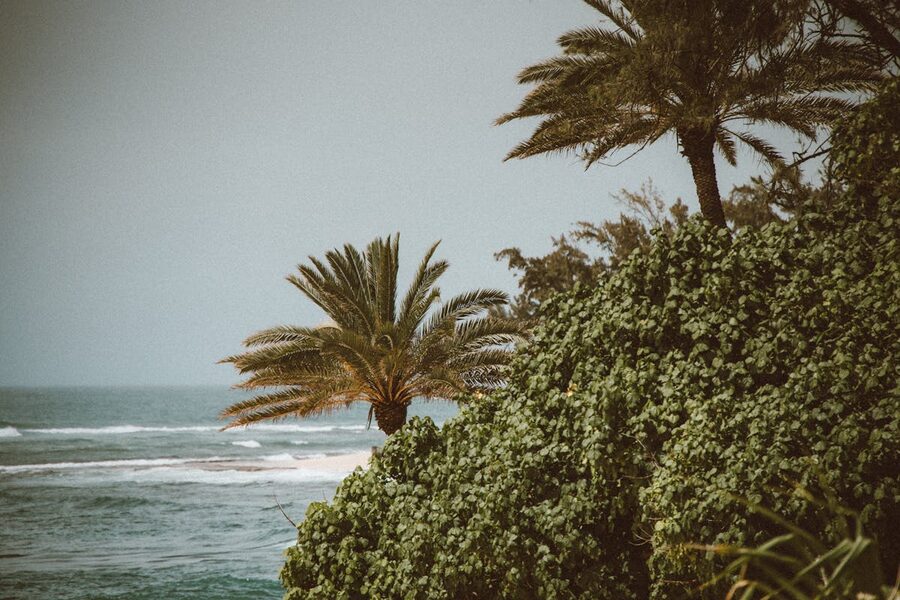 Pupukea beach with palm trees and ocean waves under gloomy sky