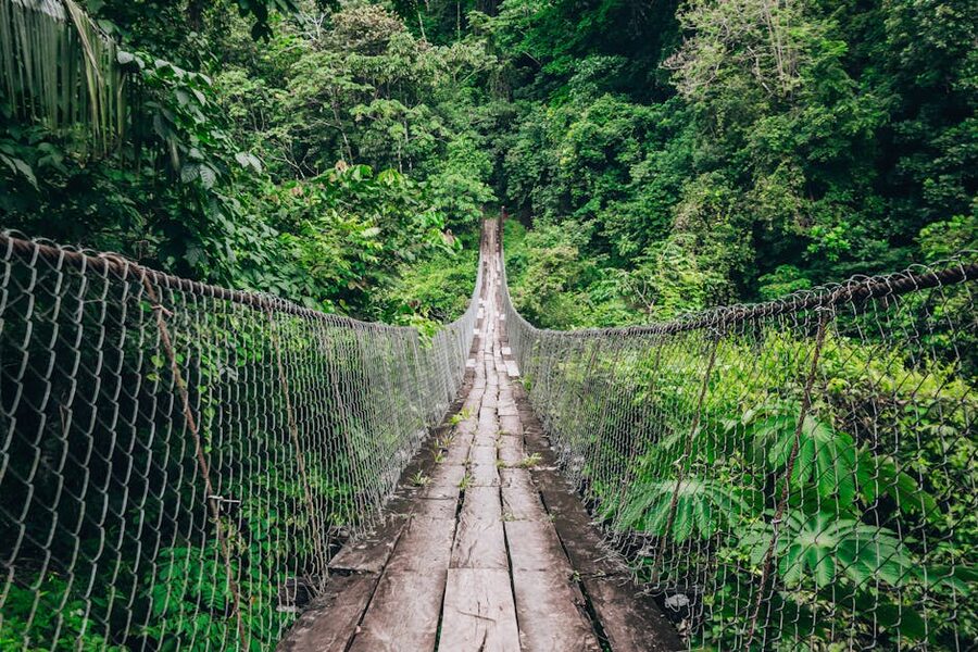Wooden suspension bridge through green forest