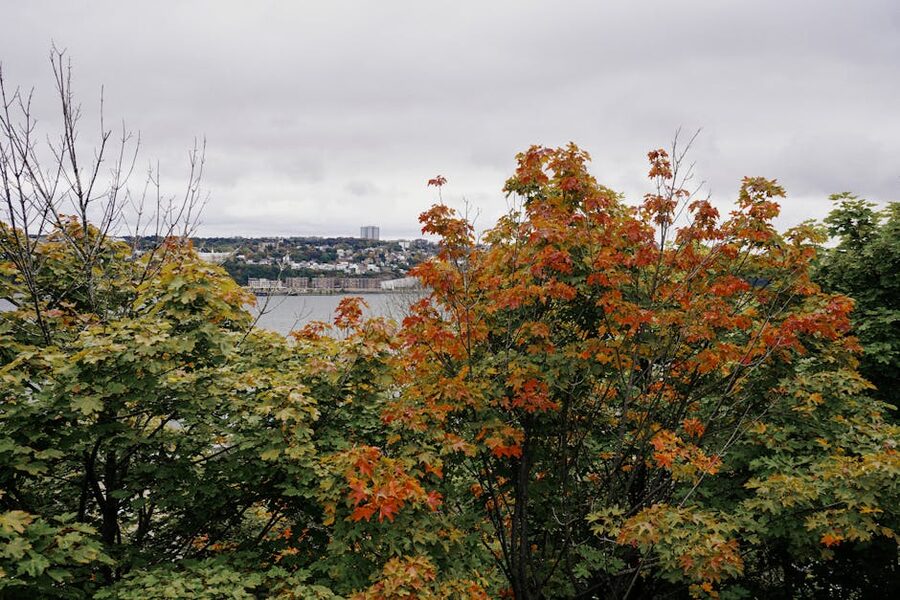 Quebec City skyline framed by autumn foliage in peak fall colors