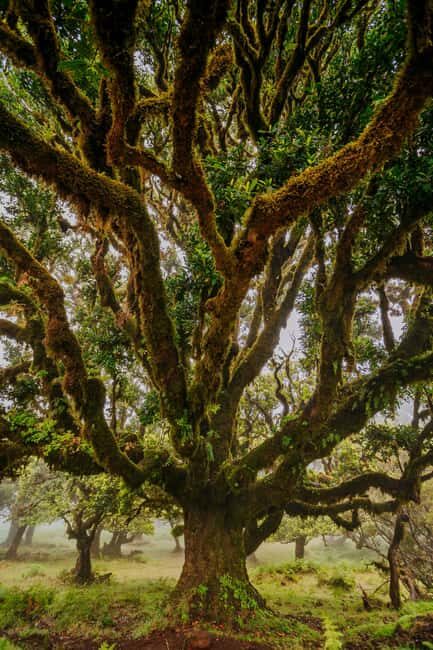 Rabaçal Nature Experience: Alecrim & Lagoa do Vento Hike - Who Will Love This Tour?