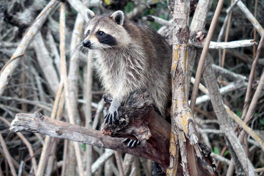 Raccoon in a Florida mangrove forest