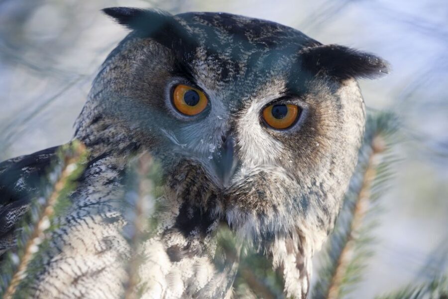 Ranua Wildlife Park Guided Tour from Rovaniemi, With Lunch - Who Will Love This Tour?