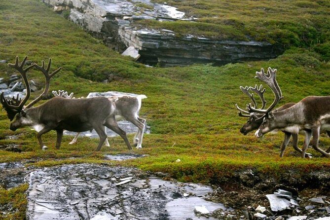 Ranua Zoo and BBQ - The Value and Cost Analysis