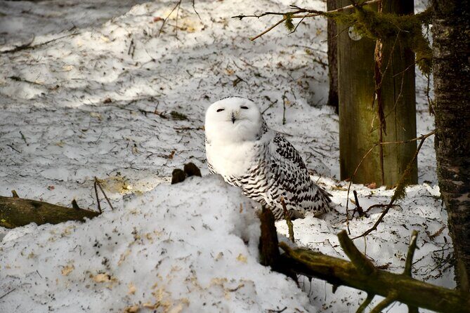 Ranua Zoo Arctic Wildlife Park with Private Transport & Lunch - A Deep Dive into the Experience