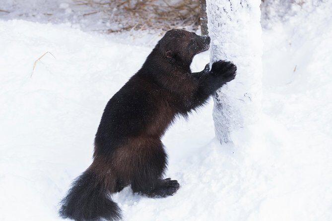 Ranua Zoo tour, optional lunch - Who Should Consider This Tour?