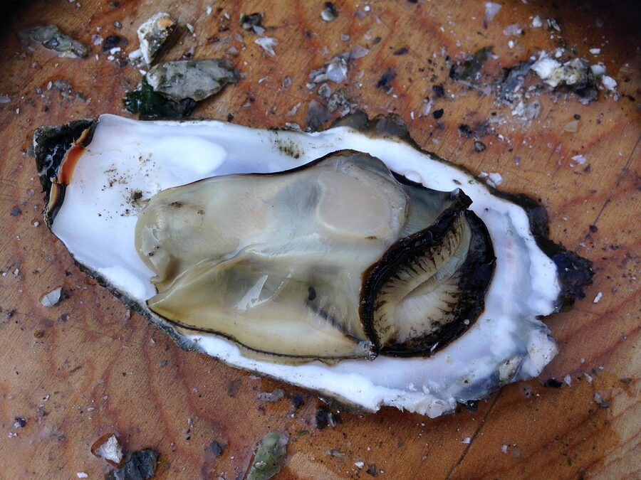 Raw oyster served on shell as gourmet seafood appetizer