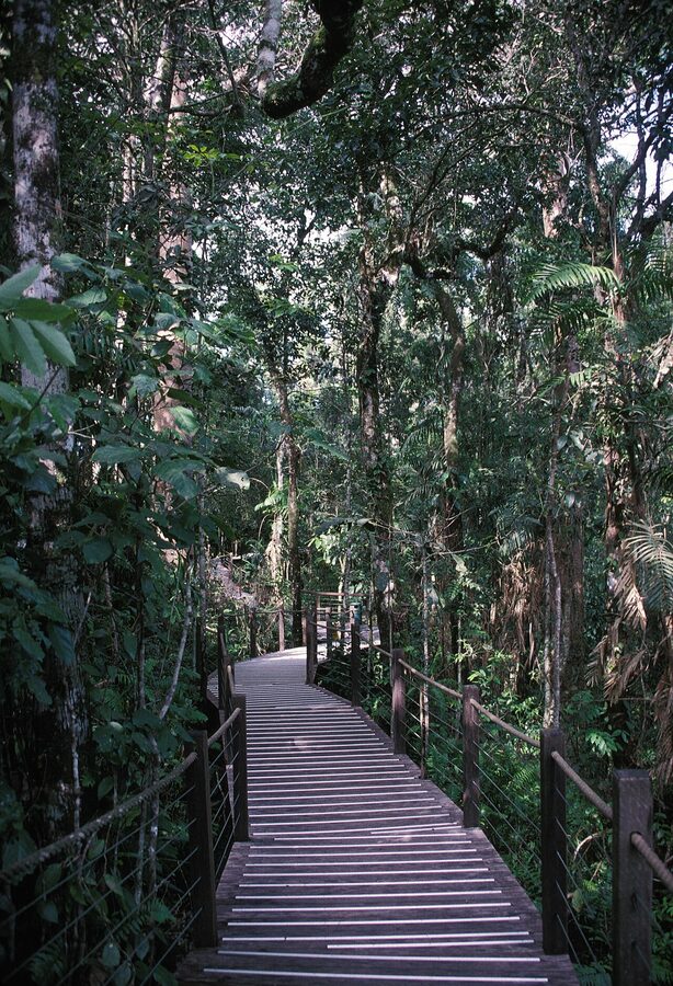 Red Peak Station boardwalk on the Kuranda Skyrail