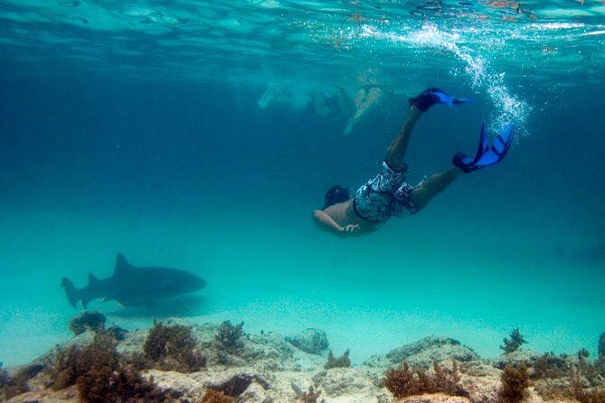 Reef Explorer Half Day Trip - Who Should Book This Tour?