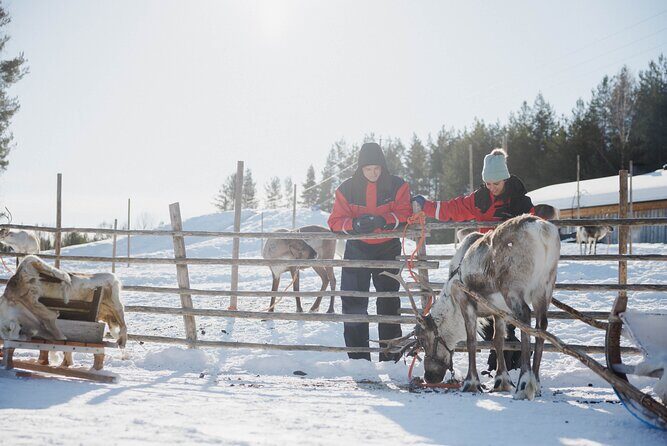 Reindeer Experience with Sledge Ride - The Experience from Reviewers’ Perspectives