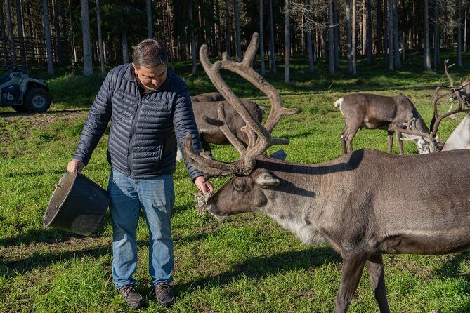 Reindeer Farm Experience in Summer and Autumn from Rovaniemi - The Value of the Reindeer Farm Experience