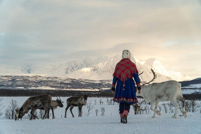 Reindeer Feeding and Sami Culture Afternoon Departure - The Value Proposition